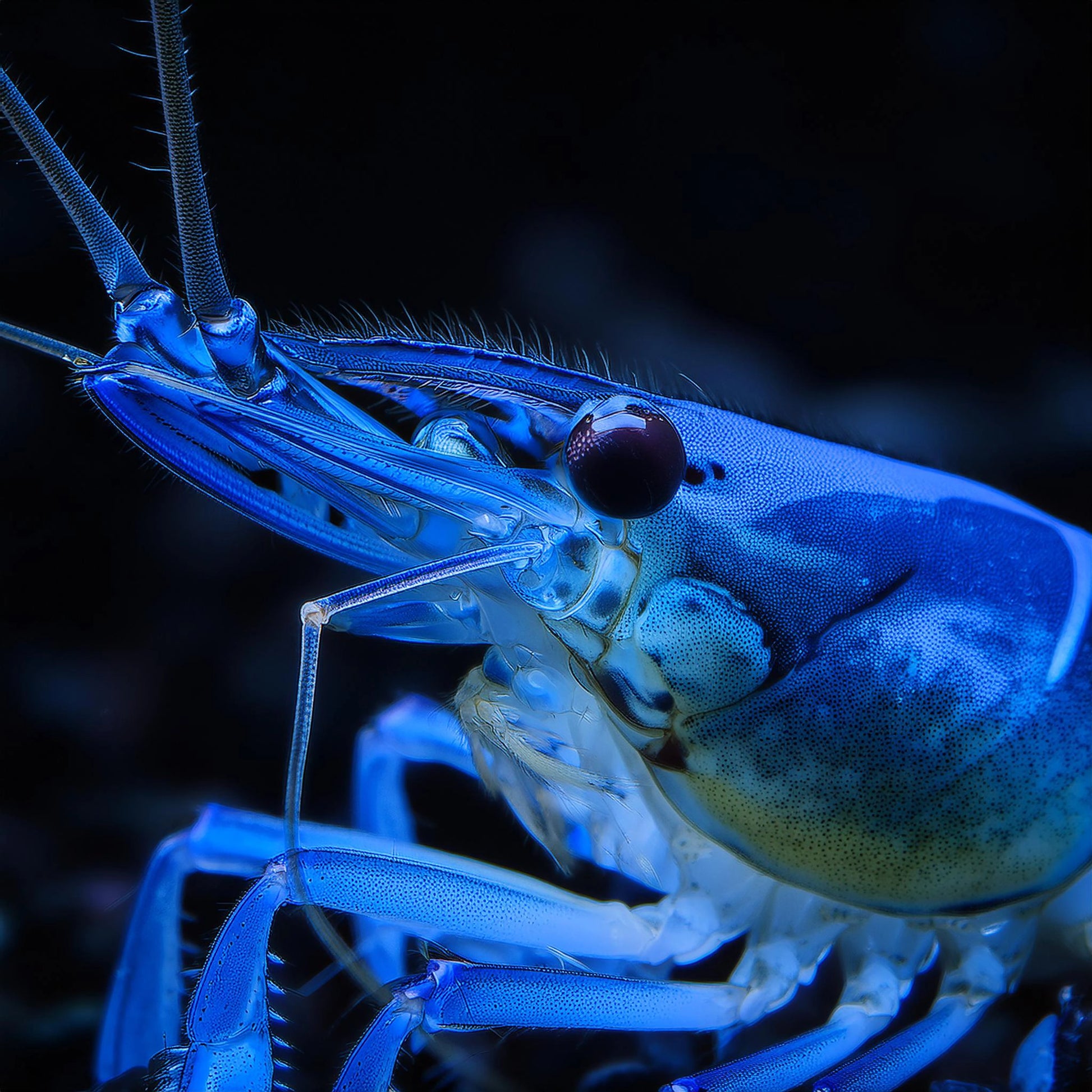 Blue Velvet Shrimp – Joelfishtranshipper